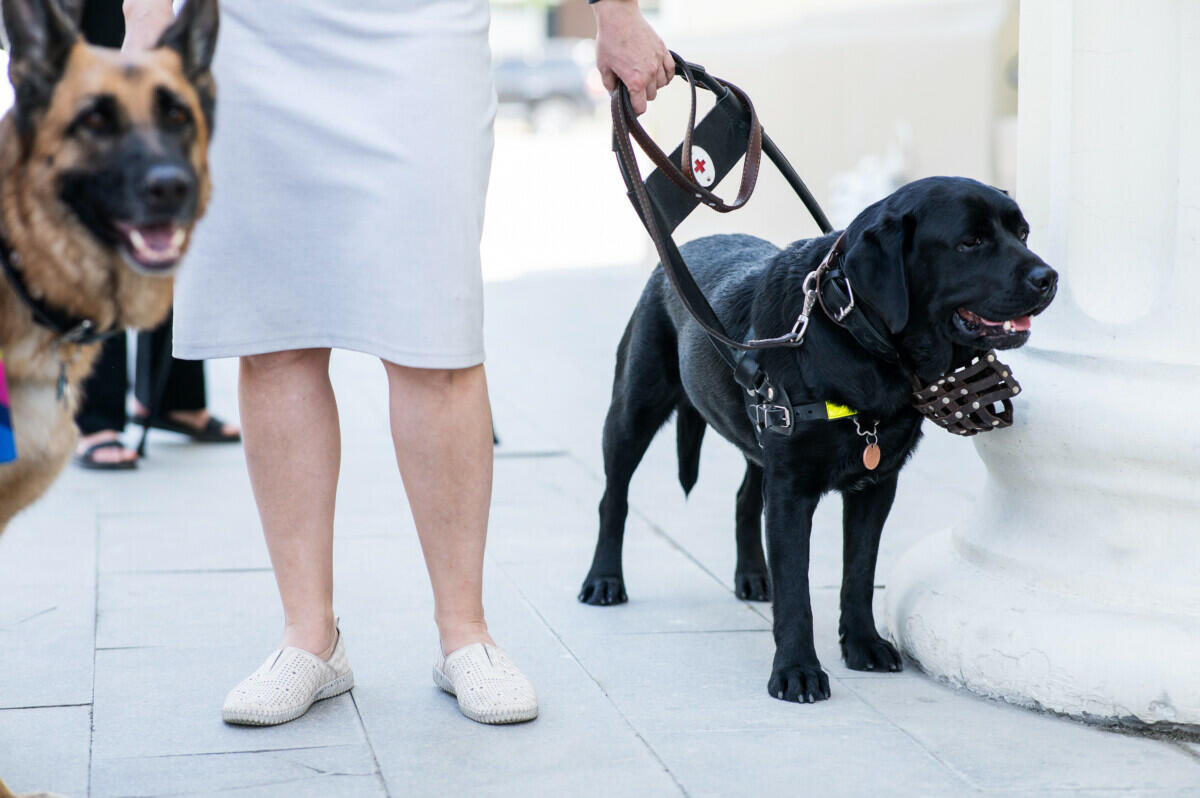 449+ Guide Dog Names (BEST Ideas For 2025!) - Blog Of Tom