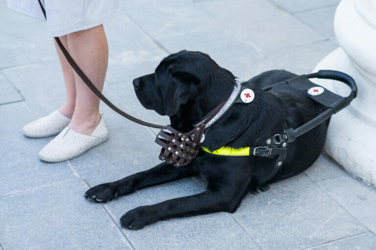 449+ Guide Dog Names (BEST Ideas For 2025!) - Blog Of Tom