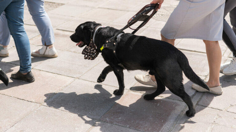 449+ Guide Dog Names (BEST Ideas For 2025!) - Blog Of Tom