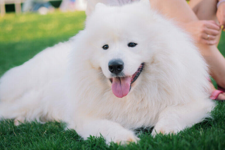 99+ Samoyed Names (BEST 2025 Picks!) - Blog Of Tom