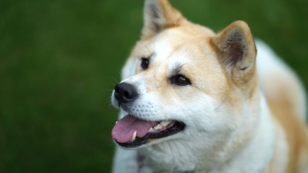 89+ Akita Names (BEST Picks For 2025!) - Blog Of Tom