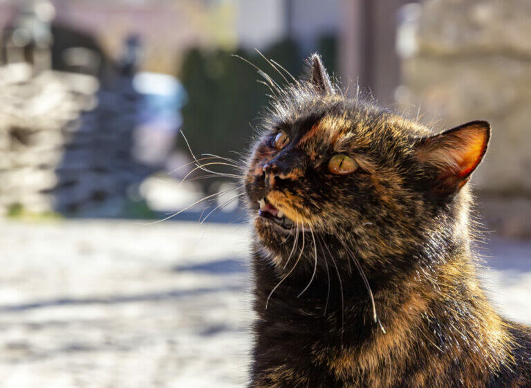 449+ Brown Cat Names (BEST 2025 Picks!) - Blog Of Tom