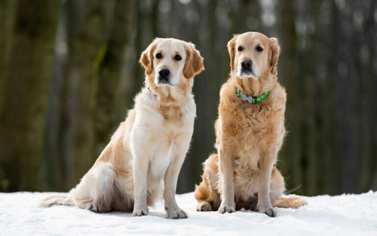 449+ Color Names For Dogs (Best 2025 Choices) - Blog Of Tom
