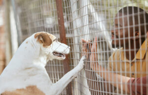 449+ Rescue Dog Names: Best Choices For ! (Top Picks)