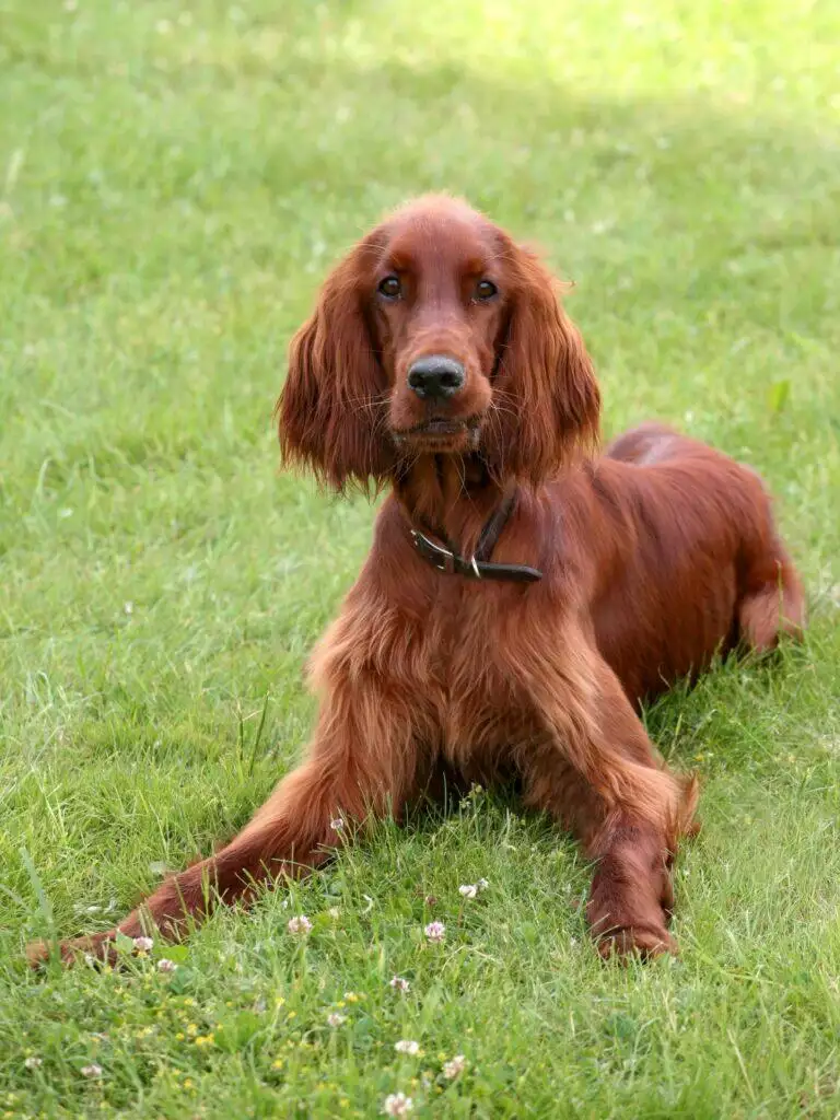 449+ Irish Setter Names (BEST 2024 Picks!) - Blog Of Tom