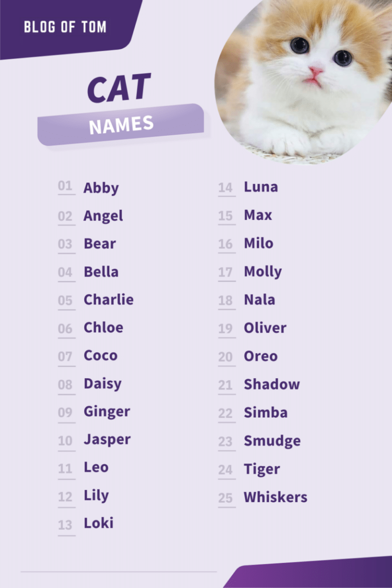649+ Cat Names (BEST 2025 Guide For Top Choices!)