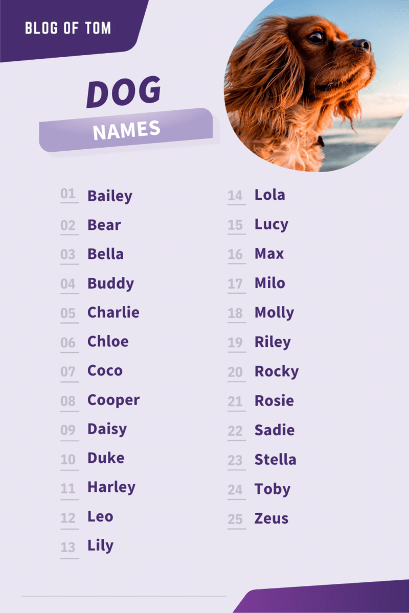 639+ Common Dog Names (BEST 2025 Options) - Blog Of Tom