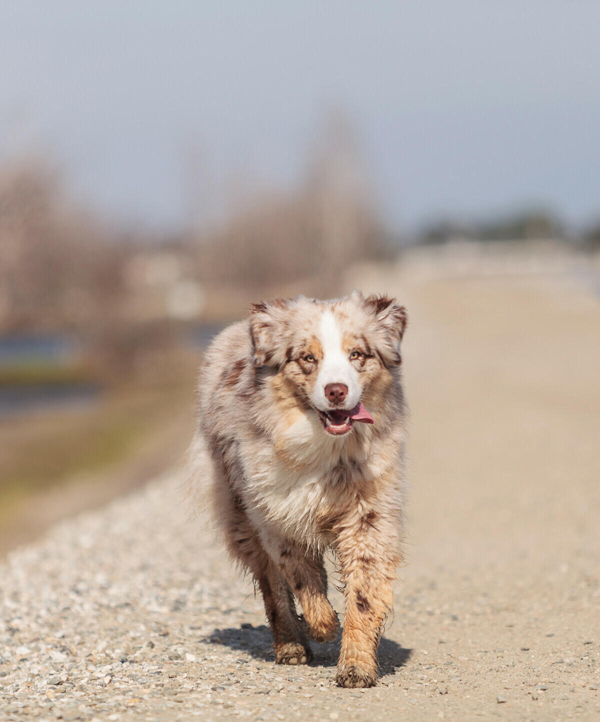 149+ Herding Dog Names (BEST Choices!) - Blog Of Tom