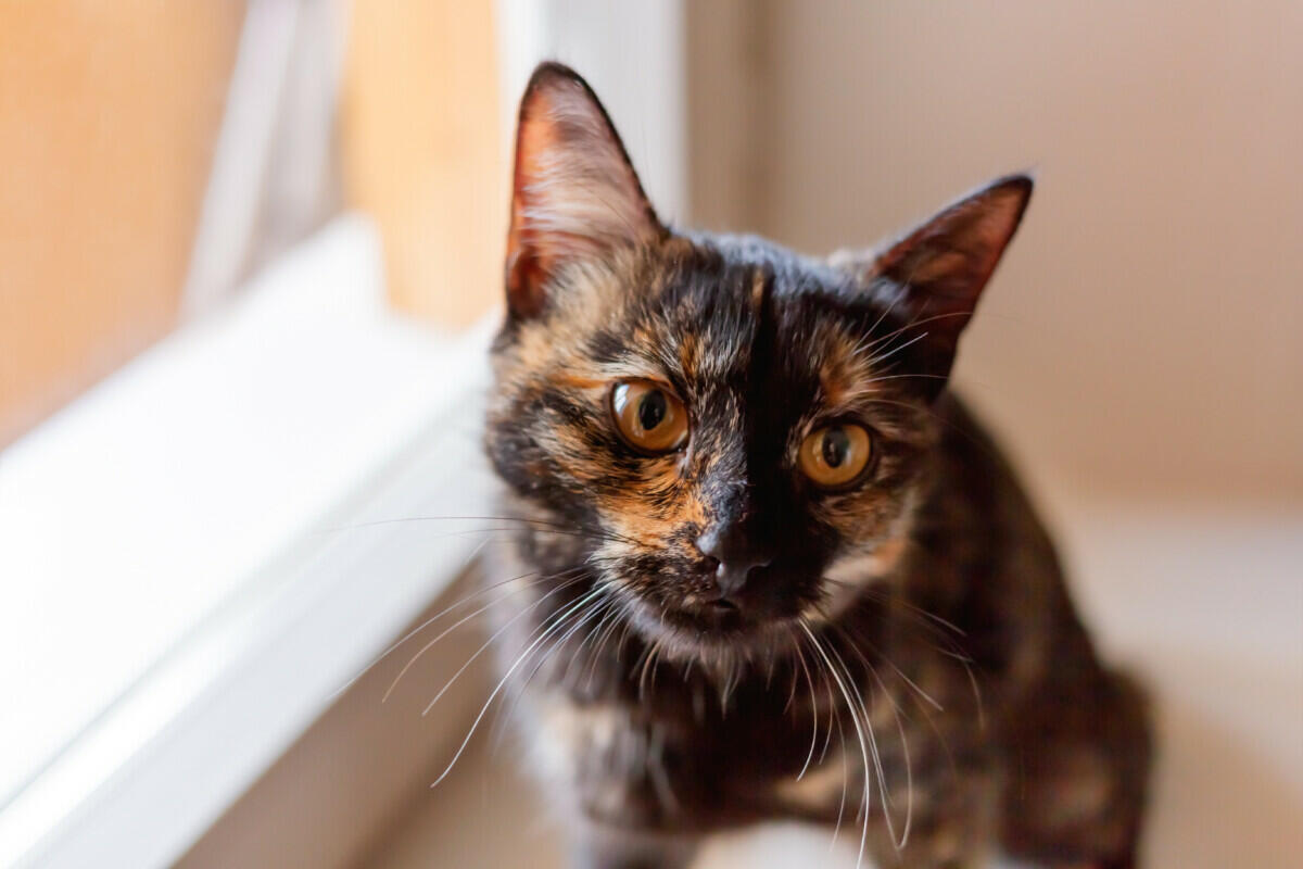 449+ Tortoiseshell Cat Names (BEST Choices!) - Blog Of Tom