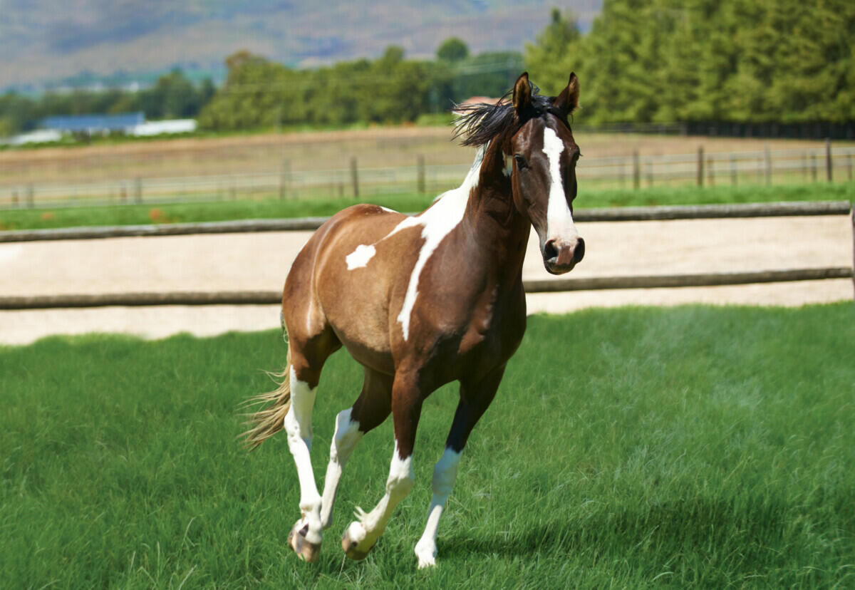449+ Horse Names That Start With H (BEST Picks!) - Blog Of Tom