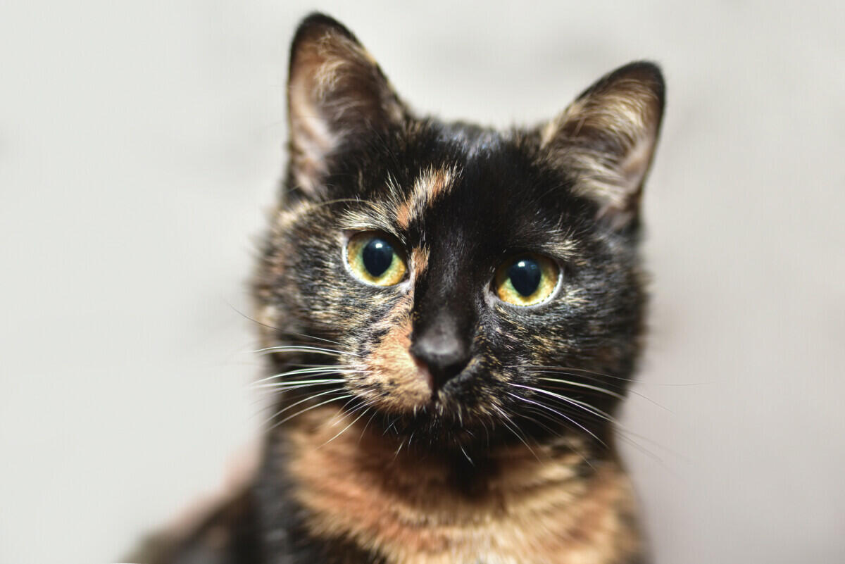 449+ Tortoiseshell Cat Names (BEST Choices!) - Blog Of Tom